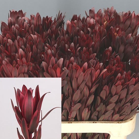 Leucadendron Jester 40cm | Wholesale Dutch Flowers & Florist Supplies UK