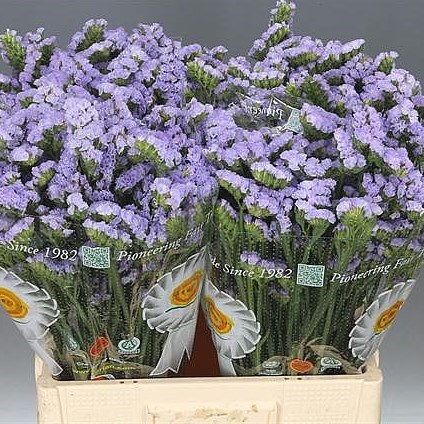 Lilac Statice 70cm (Colombia) | Wholesale Flowers & Florist Supplies UK
