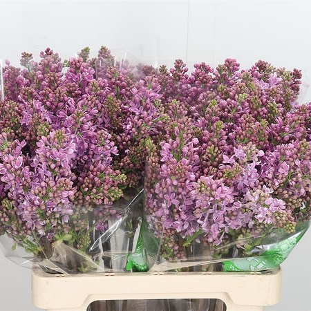 Lilacs Ruhm Von Horstenstein 60cm | Wholesale Dutch Flowers & Florist ...