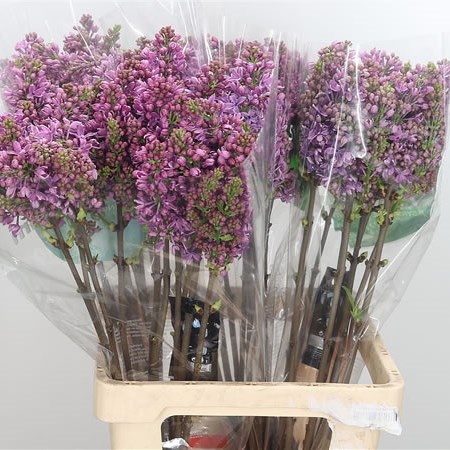 Lilacs Ruhm Von Horstenstein 70cm | Wholesale Dutch Flowers & Florist ...