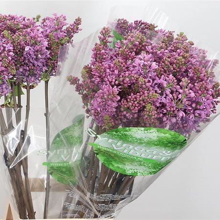 Lilacs Ruhm Von Horstenstein 80cm | Wholesale Dutch Flowers & Florist ...
