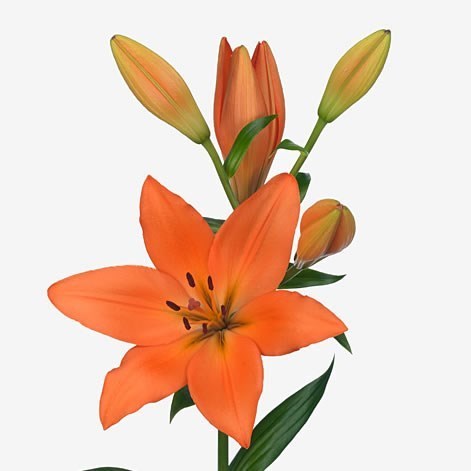 Lily LA. Amiga 90cm | Wholesale Dutch Flowers & Florist Supplies UK