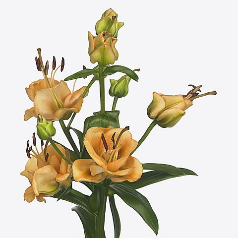 Lily LA. Apricot Fudge 70cm | Wholesale Dutch Flowers & Florist Supplies UK