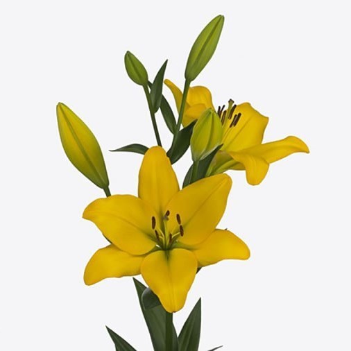 Lily LA. Cavalia 90cm | Wholesale Dutch Flowers & Florist Supplies UK