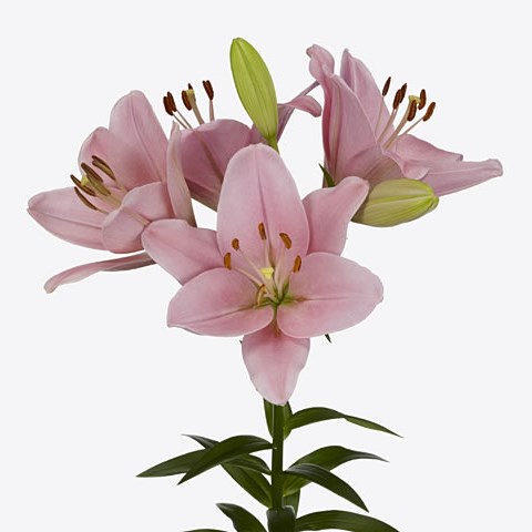 Lily LA. Mandalay Bay 95cm | Wholesale Dutch Flowers & Florist Supplies UK