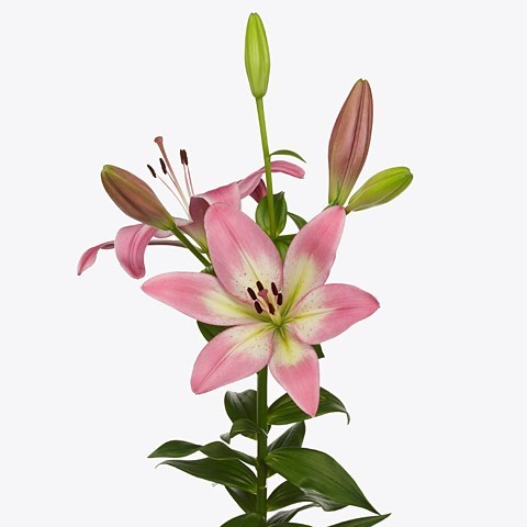 Lily LA. Rubens 85cm | Wholesale Dutch Flowers & Florist Supplies UK