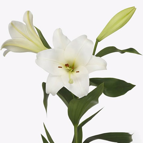Lily Longi. Excite 100cm | Wholesale Dutch Flowers & Florist Supplies UK