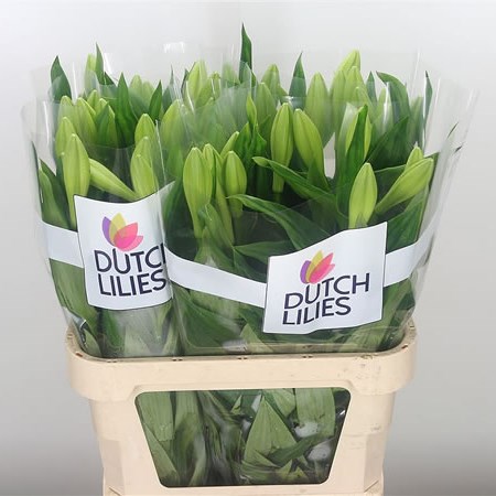 Lily Longi. Show Up 85cm | Wholesale Dutch Flowers & Florist Supplies UK