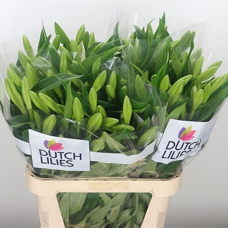 Lily Longi. Show Up 90cm | Wholesale Dutch Flowers & Florist Supplies UK