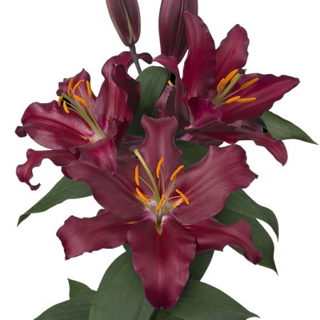 Lily Oriental - Bombastic 100cm | Wholesale Dutch Flowers & Florist ...