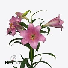 Lily Oriental - Dancing Lady 95cm | Wholesale Dutch Flowers & Florist ...