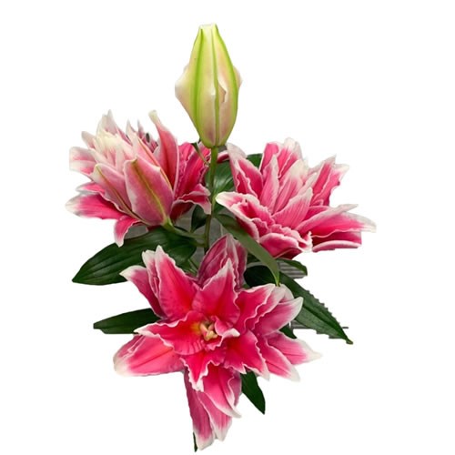 Lily Oriental - Double Fantasy 80cm | Wholesale Dutch Flowers & Florist ...