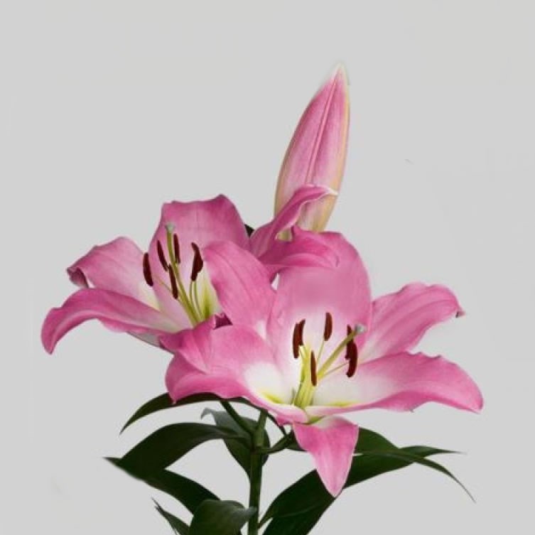 Lily Oriental - Master 95cm | Wholesale Dutch Flowers & Florist Supplies UK