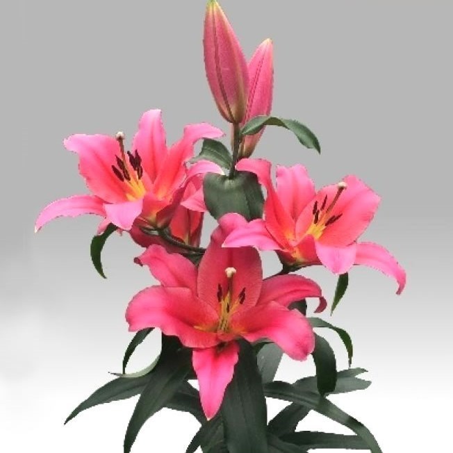 Lily Oriental - Muscat 95cm | Wholesale Dutch Flowers & Florist Supplies UK