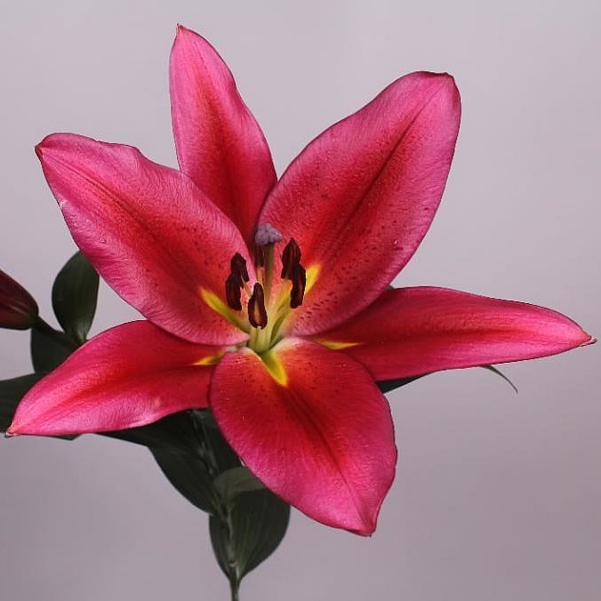 Lily Oriental - Noble Star 100cm | Wholesale Dutch Flowers & Florist ...