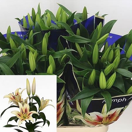Lily Oriental - Nymph 95cm | Wholesale Dutch Flowers & Florist Supplies UK