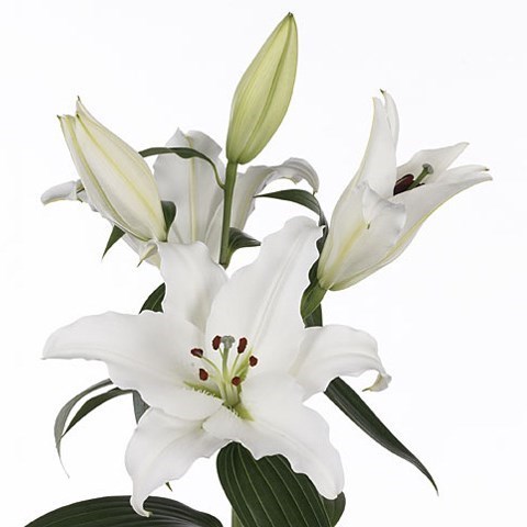 Lily Oriental - Pathos 85cm | Wholesale Dutch Flowers & Florist Supplies UK