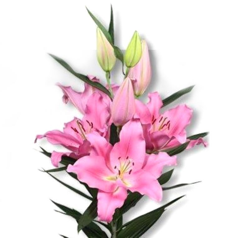 Lily Oriental - Praiano 90cm | Wholesale Dutch Flowers & Florist ...
