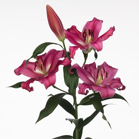 Lily Oriental - Resolute 70cm | Wholesale Dutch Flowers & Florist ...