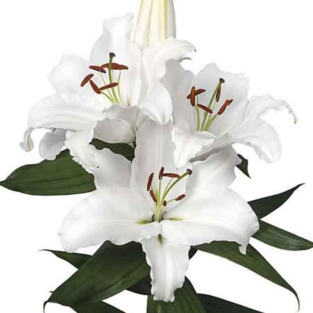 Lily Oriental - Sambuca 105cm | Wholesale Dutch Flowers & Florist ...