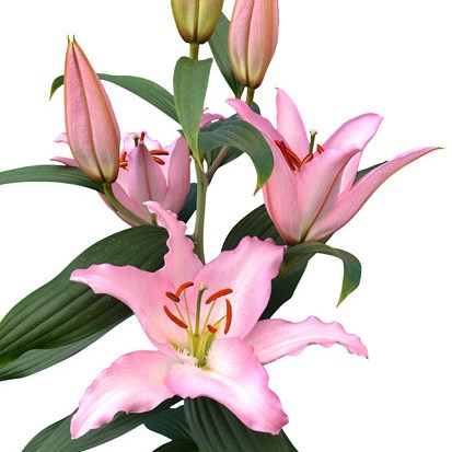 Lily Oriental - Sheila 105cm | Wholesale Dutch Flowers & Florist ...