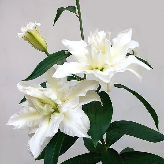 Lily Oriental - Snowboard White (Double) 85cm | Wholesale Dutch Flowers ...