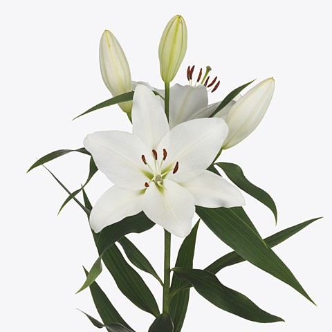 Lily Oriental - Trevi 105cm | Wholesale Dutch Flowers & Florist Supplies UK