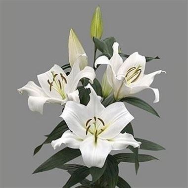 Lily Oriental - Zambesi 95cm | Wholesale Dutch Flowers & Florist ...