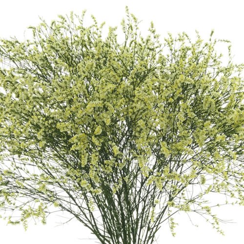 Limonium China Lemon 70cm | Wholesale Dutch Flowers & Florist Supplies UK