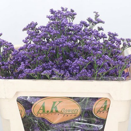 Limonium Kansas Blue 75cm | Wholesale Dutch Flowers & Florist Supplies UK