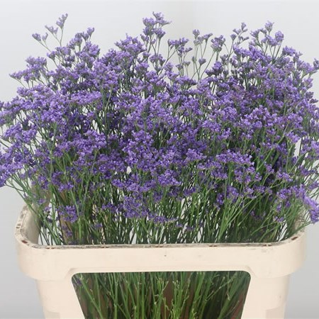 Limonium Kansas Blue 80cm | Wholesale Dutch Flowers & Florist Supplies UK