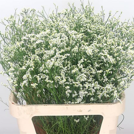 Limonium Mountain Diamond 85cm | Wholesale Dutch Flowers & Florist ...