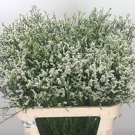 Limonium Mountain Diamond 90cm | Wholesale Dutch Flowers & Florist ...