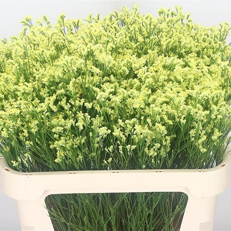 Limonium Pineapple Diamond 70cm | Wholesale Dutch Flowers & Florist ...