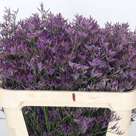 Limonium Safora Dark Blue 60cm | Wholesale Dutch Flowers & Florist ...