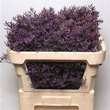 Limonium Safora Dark Blue 80cm | Wholesale Dutch Flowers & Florist ...