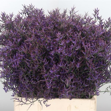 Limonium Safora Dark Blue 80cm | Wholesale Dutch Flowers & Florist ...