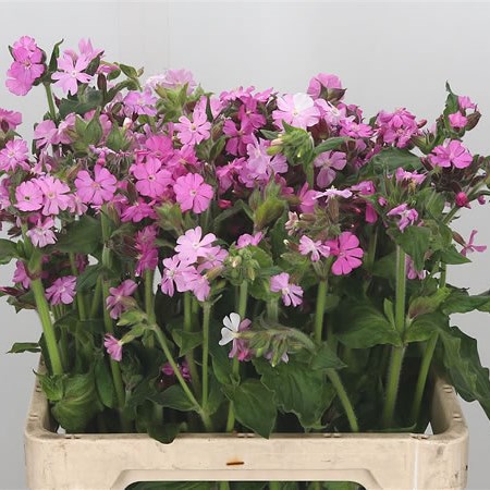 Lychnis Chalcedonica Pink 54cm | Wholesale Dutch Flowers & Florist ...