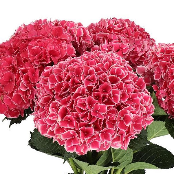 HYDRANGEA MAGICAL RUBY GLOW 60cm | Wholesale Dutch Flowers & Florist ...