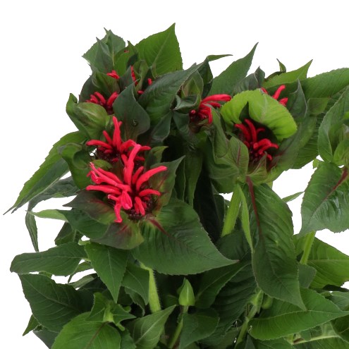 MONARDA KARIN 65cm | Wholesale Dutch Flowers & Florist Supplies UK