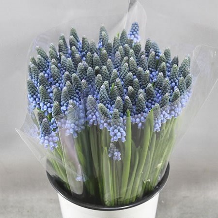 MUSCARI ALIDA 25cm | Wholesale Dutch Flowers & Florist Supplies UK