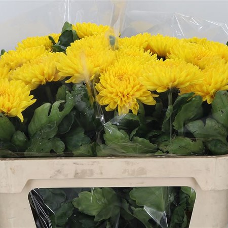Chrysant Sgl. Migoli 70cm | Wholesale Dutch Flowers & Florist Supplies UK