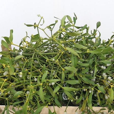 Mistletoe x Bunch | Wholesale Dutch Flowers & Florist Supplies UK