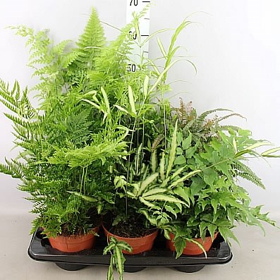Mixed Fern Plants 17cm Pot | Indoor Plants Online UK