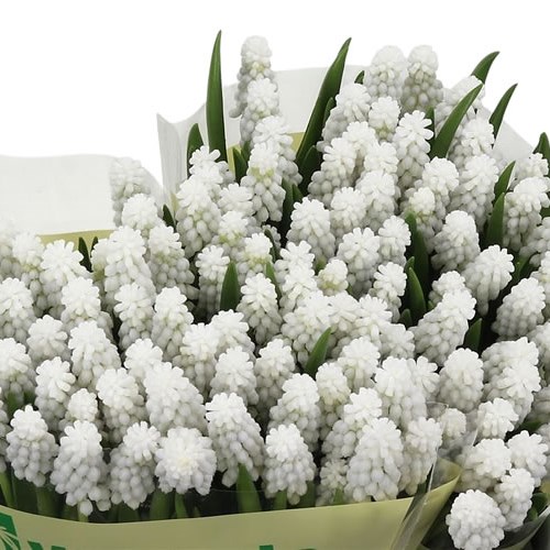 Muscari Siberian Tiger 20cm | Wholesale Dutch Flowers & Florist Supplies UK