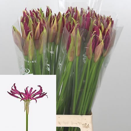 NERINE MISTER NICK 70cm | Wholesale Dutch Flowers & Florist Supplies UK