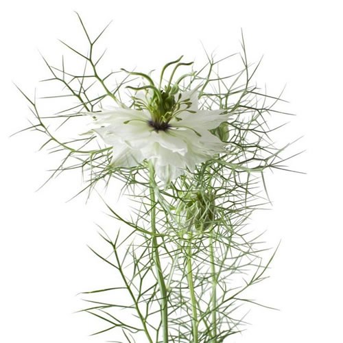 NIGELLA WHITE LADY 60cm | Wholesale Dutch Flowers & Florist Supplies UK