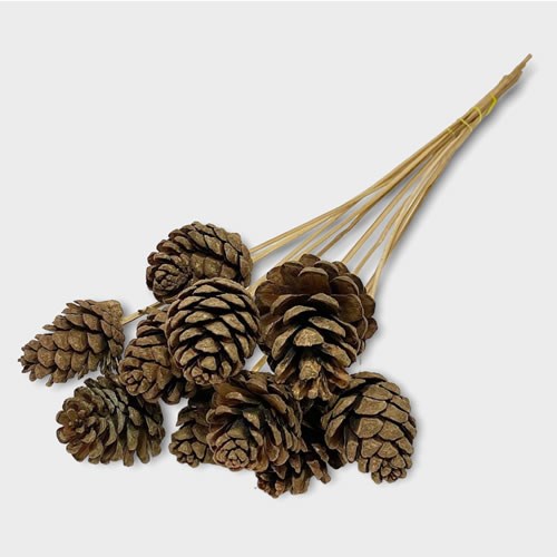 Pine Cone Picks 50cm | Wholesale Dutch Flowers & Florist Supplies UK