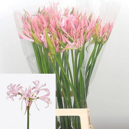 Nerine Pink Wonder (Extra) 80cm | Wholesale Dutch Flowers & Florist ...