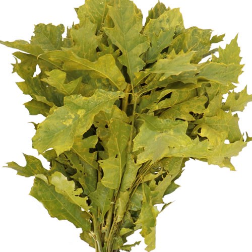 OAK LEAVES DYED FROST YELLOW 60cm | Wholesale Dutch Flowers & Florist ...
